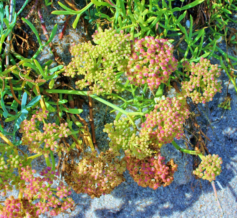 Une fleur de bords de mer photo et image | fleurs, nature Images ...