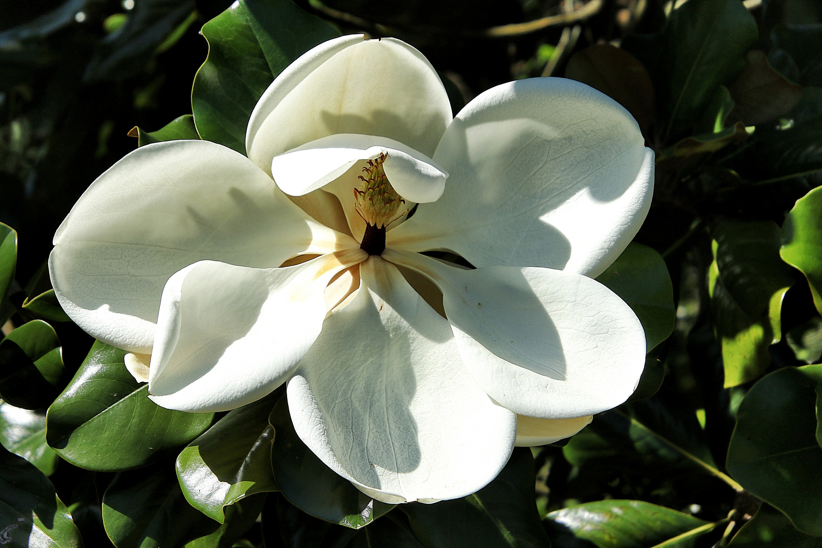 une fleur de magnolia ! photo et image | animations photographiques ...