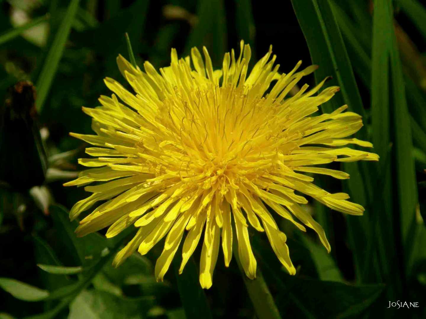 UNE FLEUR DE PISSENLIT photo et image | nature, fleur Images fotocommunity