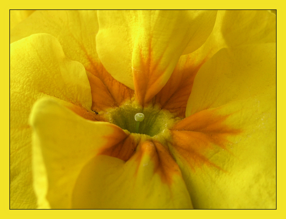 Une Fleur Jaune Foto & Bild | pflanzen, pilze & flechten, blüten ...