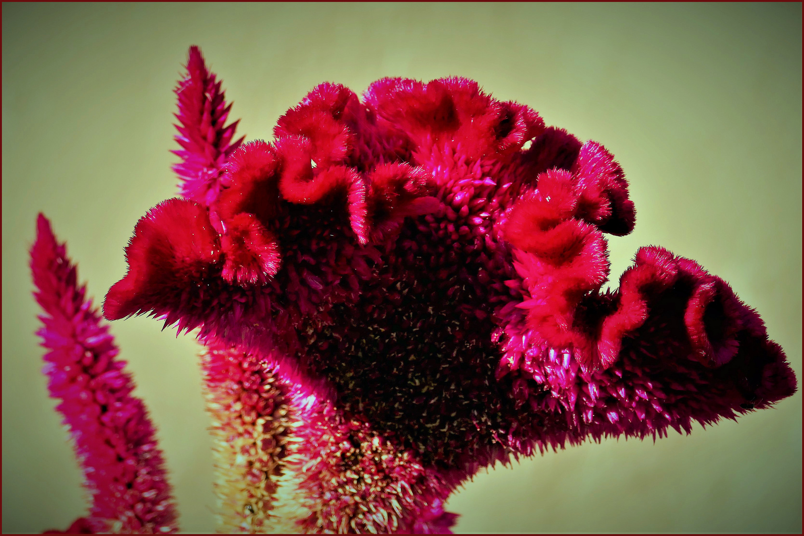 une fleur qui semble en velours....très décorative! Foto % Immagini ...