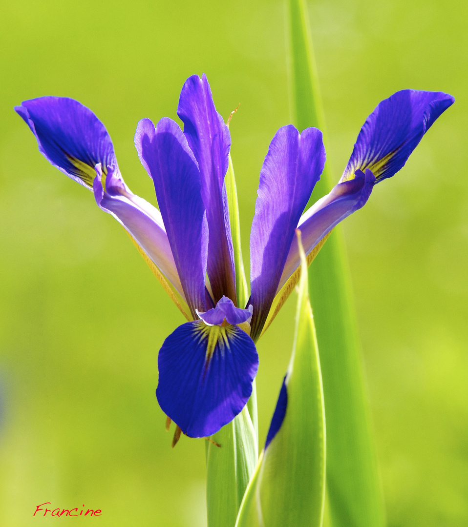 Une fleur spectaculaire, l'iris réticulé ... photo et image | fleurs ...