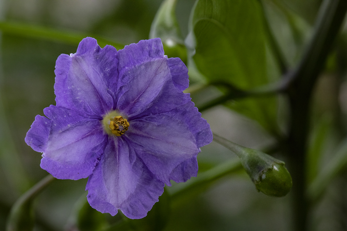 Une fleur violette . photo et image | spécial concours, la nature au ...