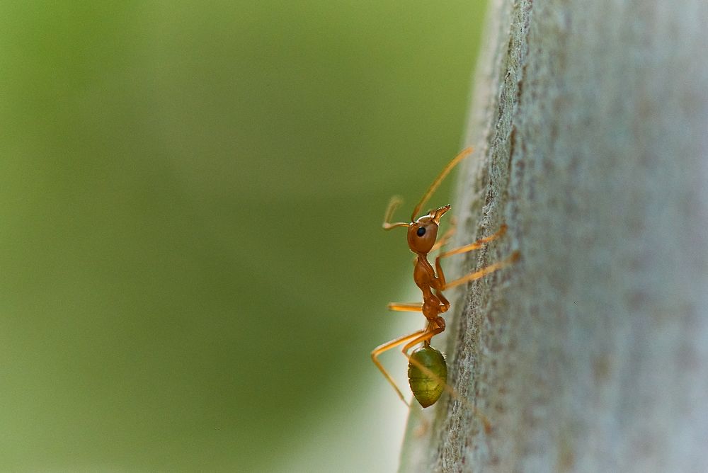 Une fourmi verte, qui...(2) photo et image | australia & oceania ...