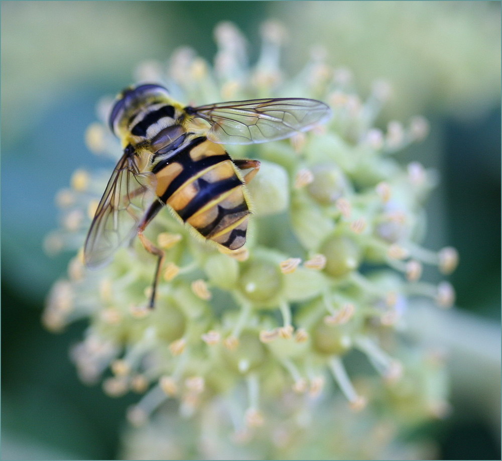 Une jolie bestiole photo et image | animaux, animaux sauvages, insectes ...