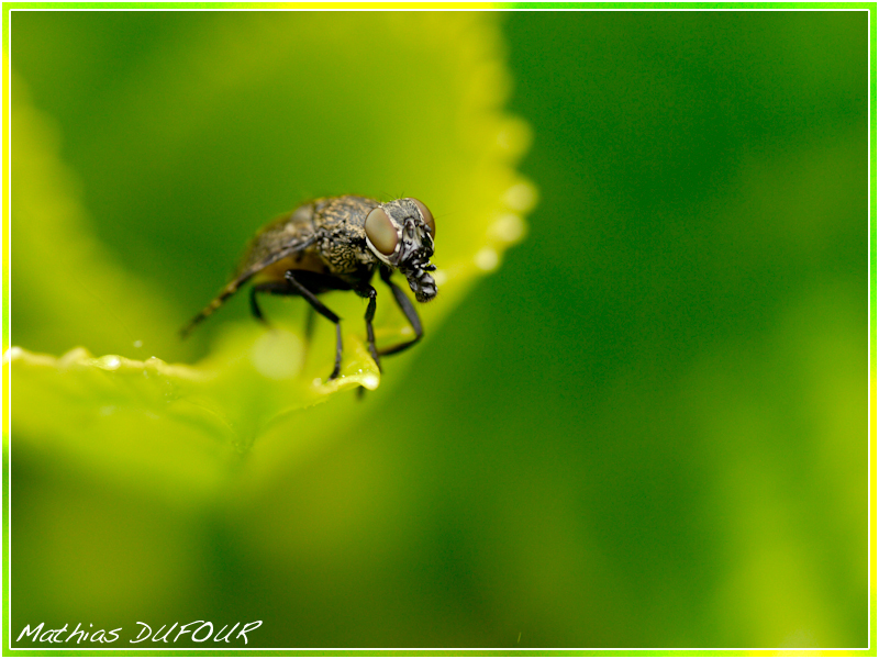 Une mouche photo et image | macro nature, macro insectes, nature Images ...