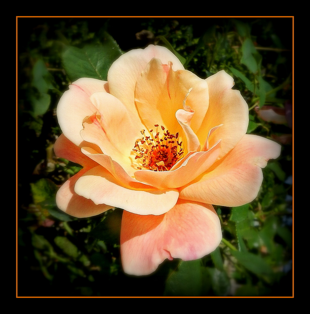 une rose photo et image | fleurs , nature, fleurs Images fotocommunity