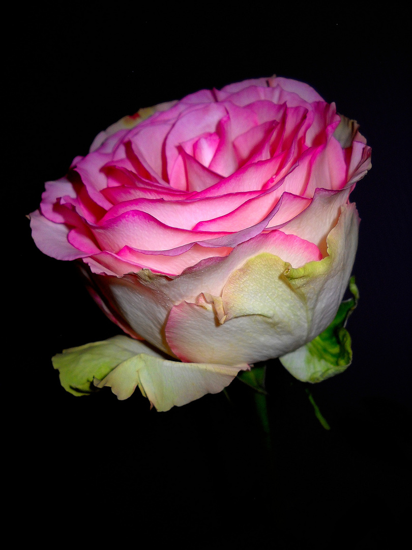 UNE ROSE photo et image | france, nature, macro Images fotocommunity