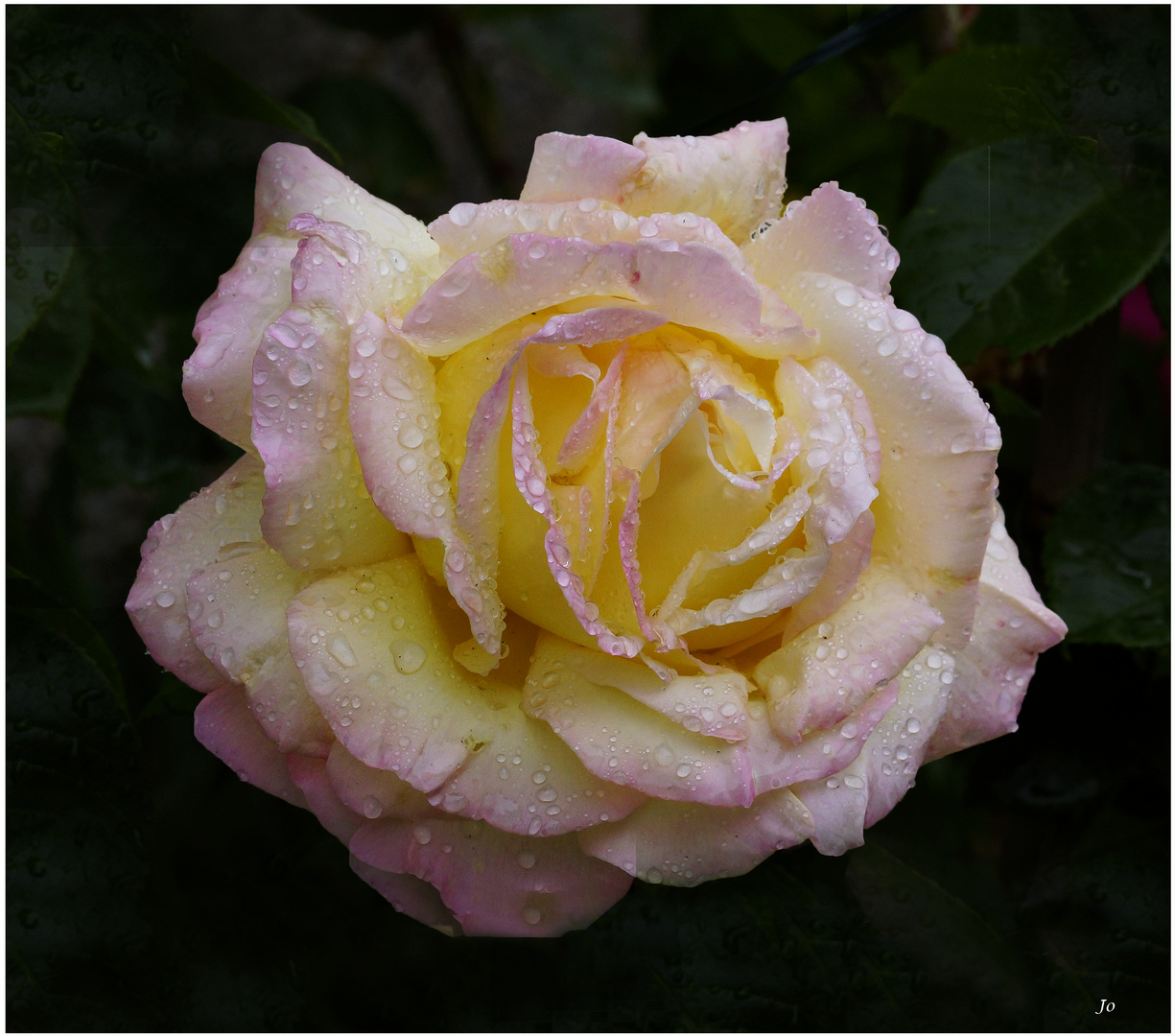 Une rose photo et image | macro nature, macro fleurs, nature Images ...