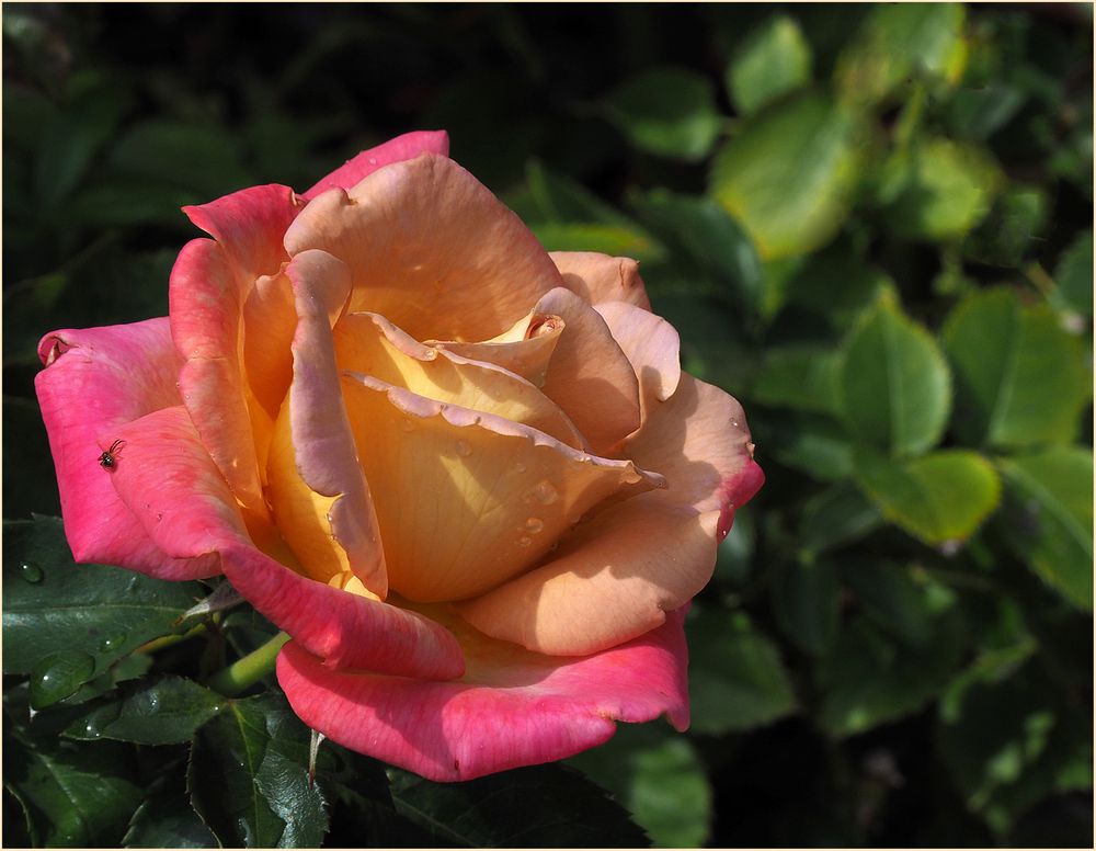 Une rose bicolore photo et image | natur, blumen, pflanzen Images ...