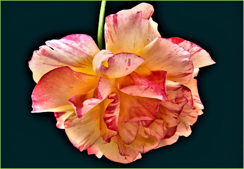 une rose couleur peau de pêche .... Foto % Immagini| nature, fleurs ...