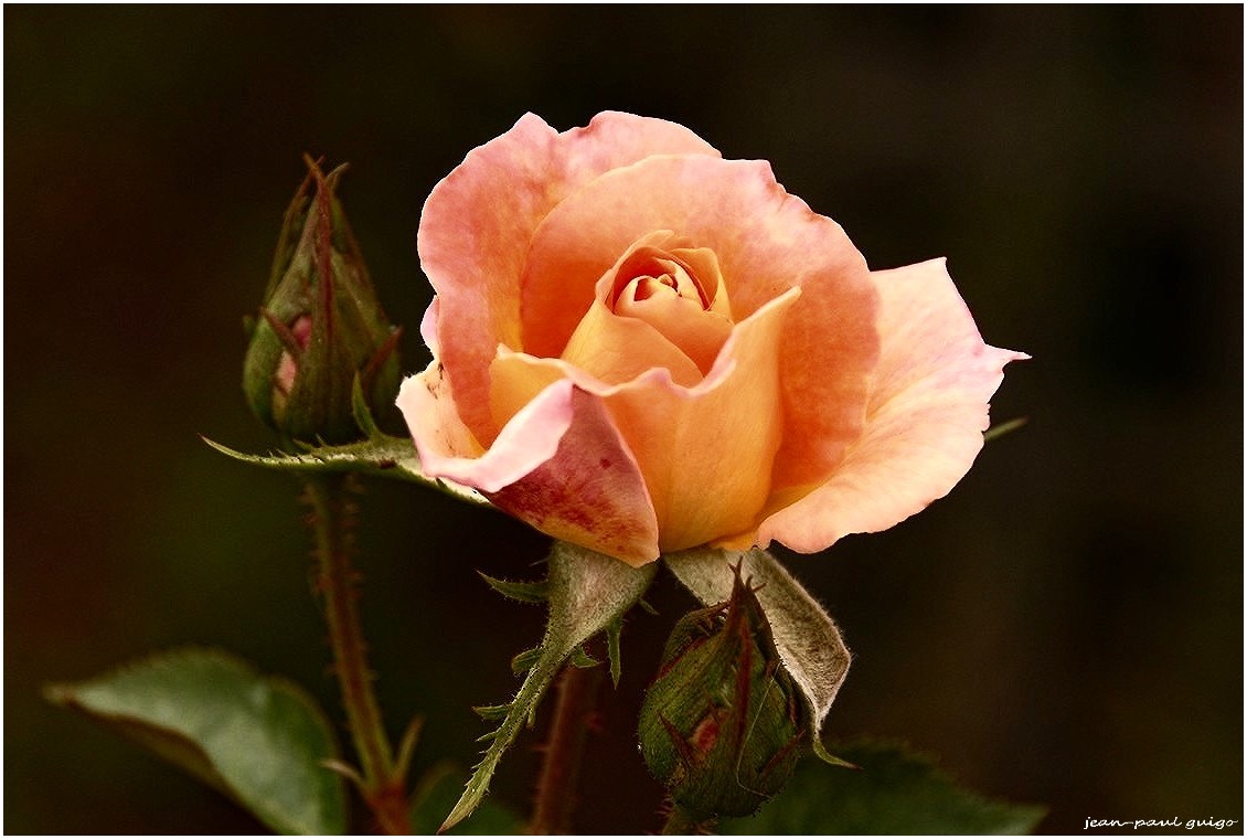 une rose photo et image | fleurs, fotos, art Images fotocommunity