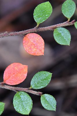 Plantes, Champignons & Lichens Images & Photos
