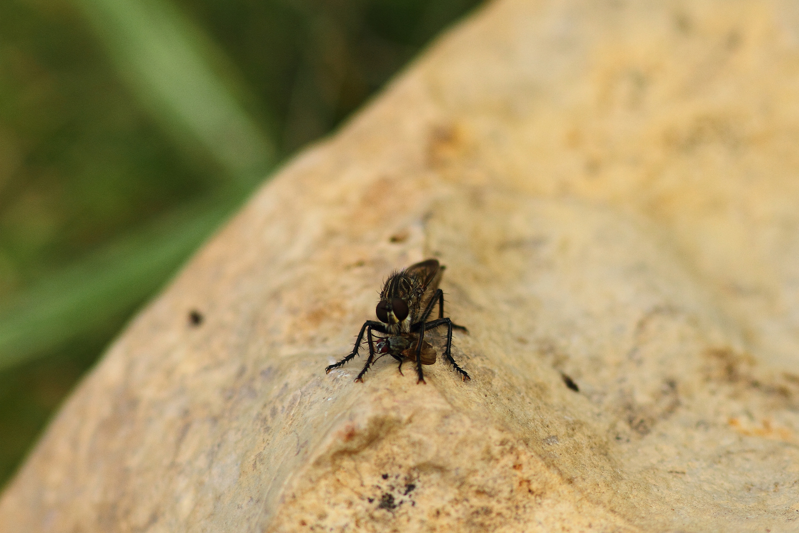 une tueuse 3 photo et image | nature, macro, insectes Images fotocommunity