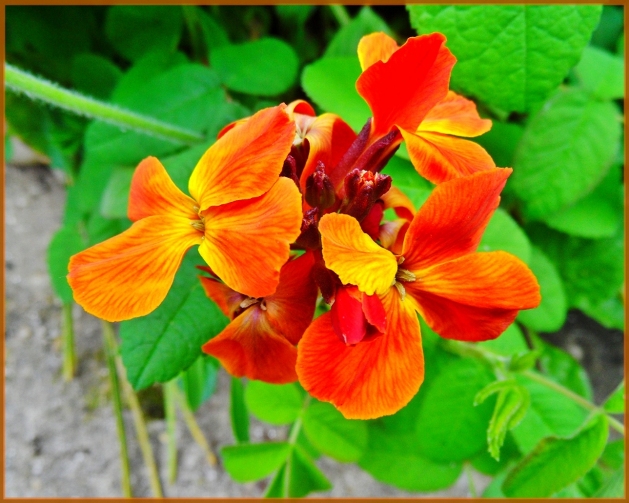 Une variété de giroflée photo et image | fleurs, nature Images ...