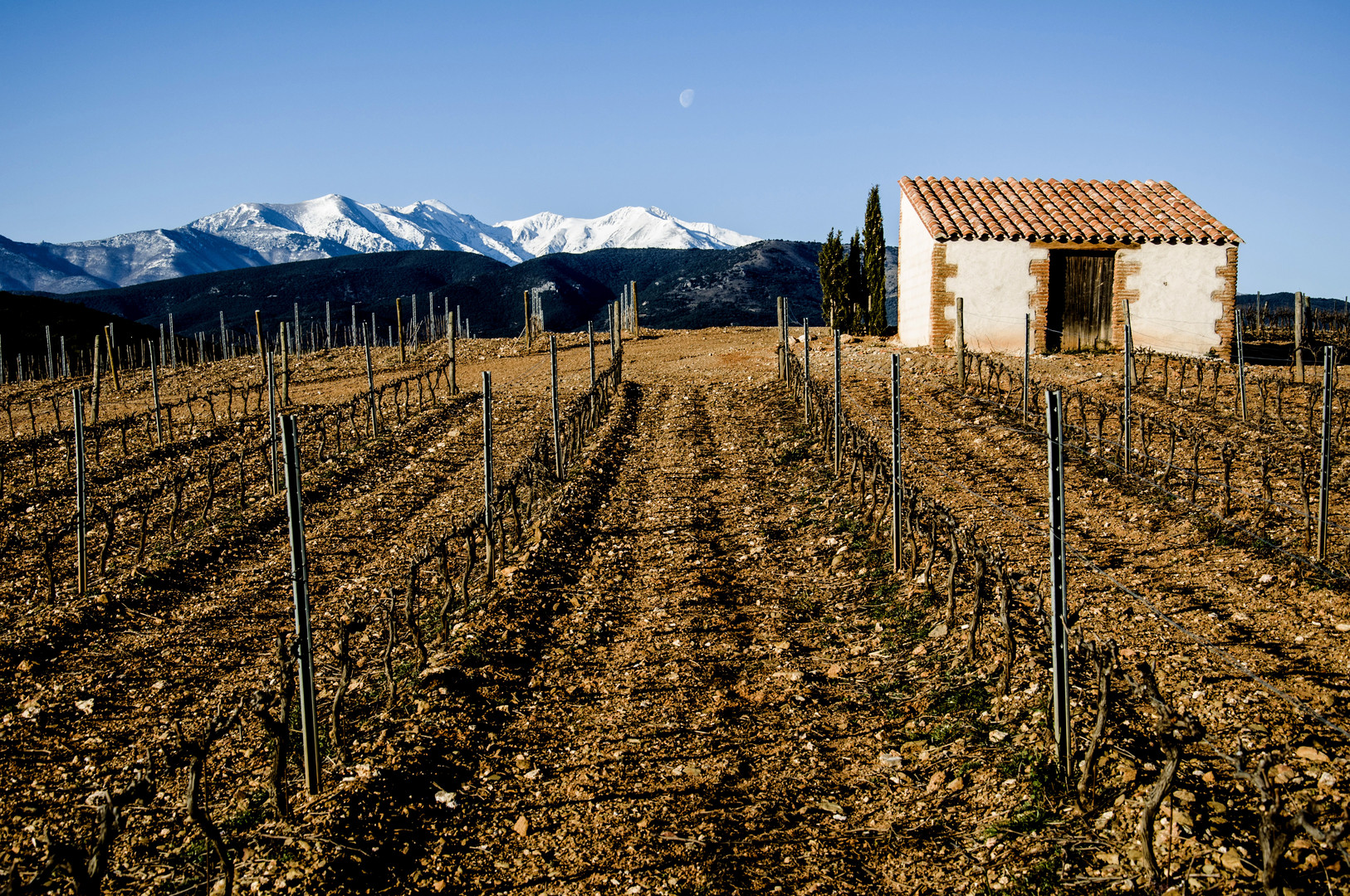 Une vigne en hiver photo et image | paysages, vigne, casot (cabane de ...