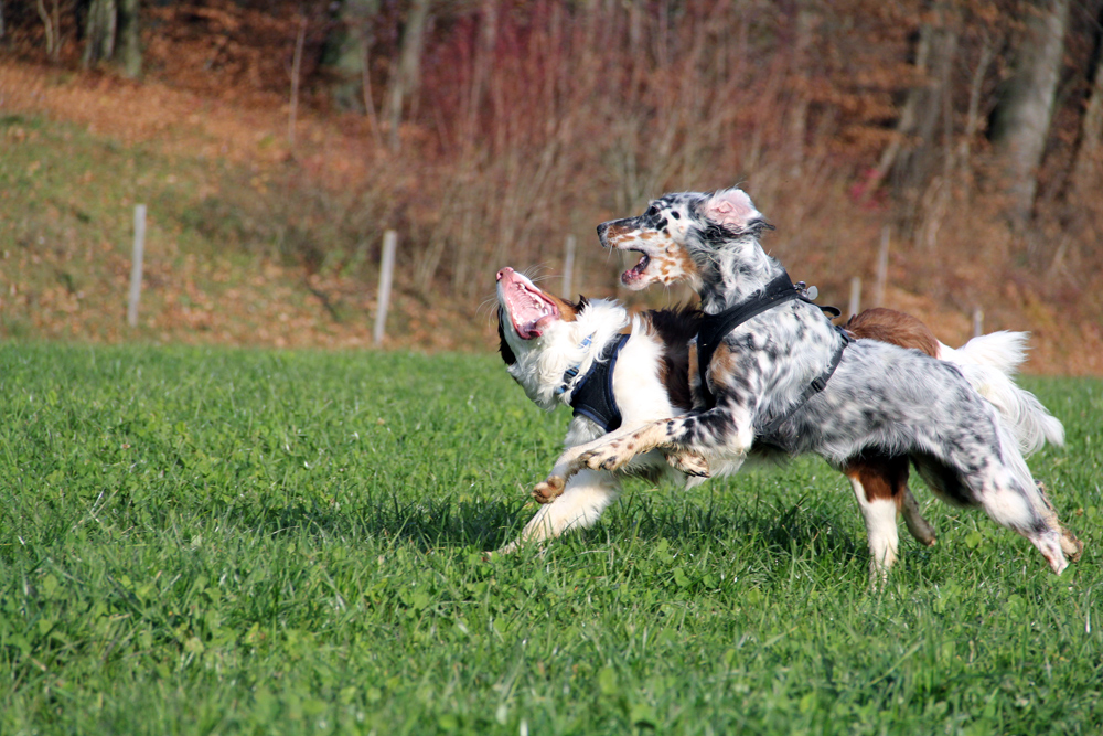 Unermüdlich jagen und rennen - 1 Foto & Bild | tiere, haustiere, hunde ...