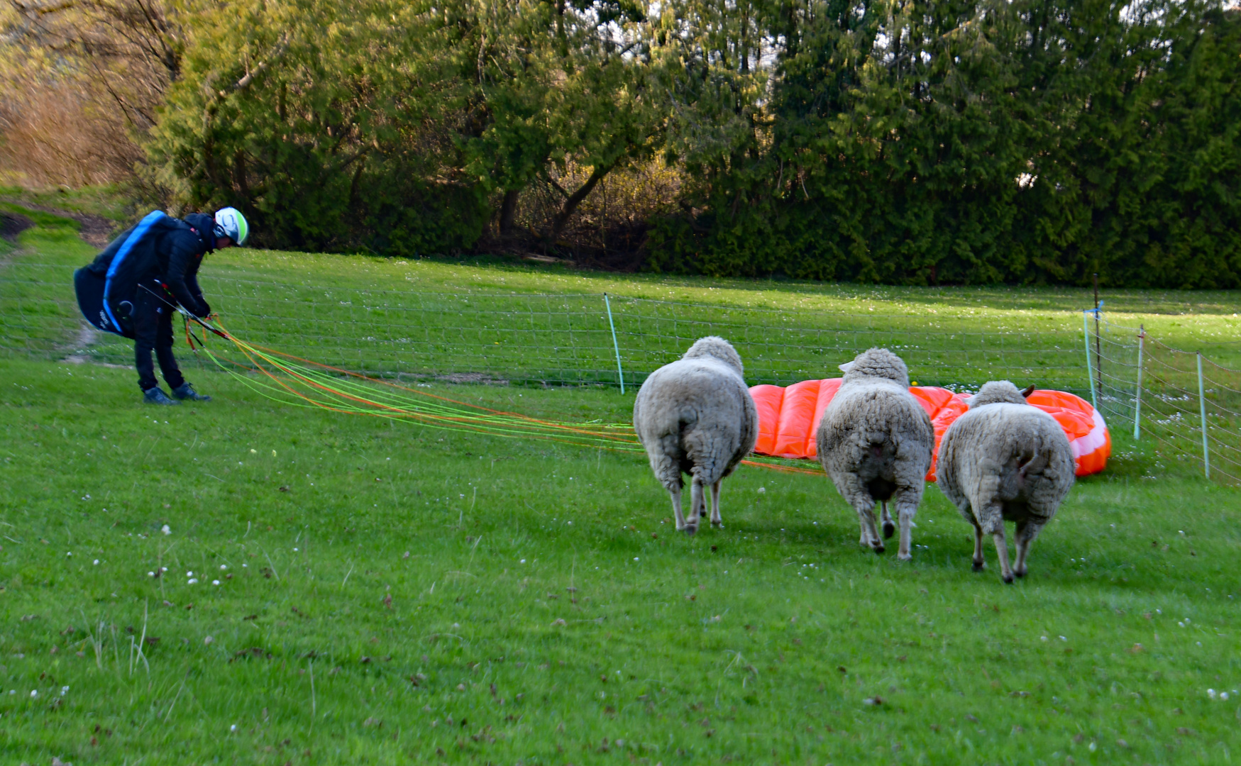Unerwarteter Besuch Von Oben Foto And Bild Tiere Tier Und Mensch