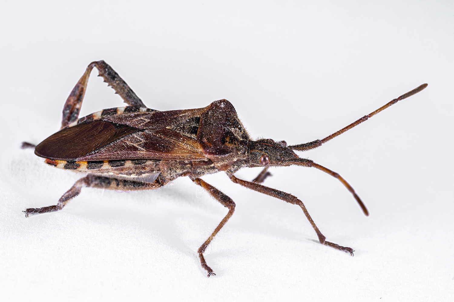 Ungebetene Stinkwanze erwischt Foto & Bild | tiere, wildlife, insekten ...