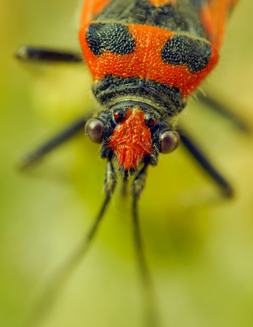 ungewaschener käfer ... Foto & Bild | tiere, wildlife, insekten Bilder ...