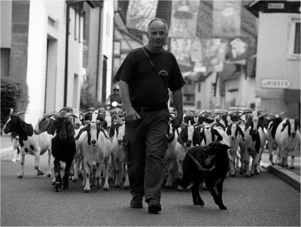 ungewöhnliche Begegnung Foto & Bild | tiere, haustiere, streetfotografie mit menschen Bilder auf ...