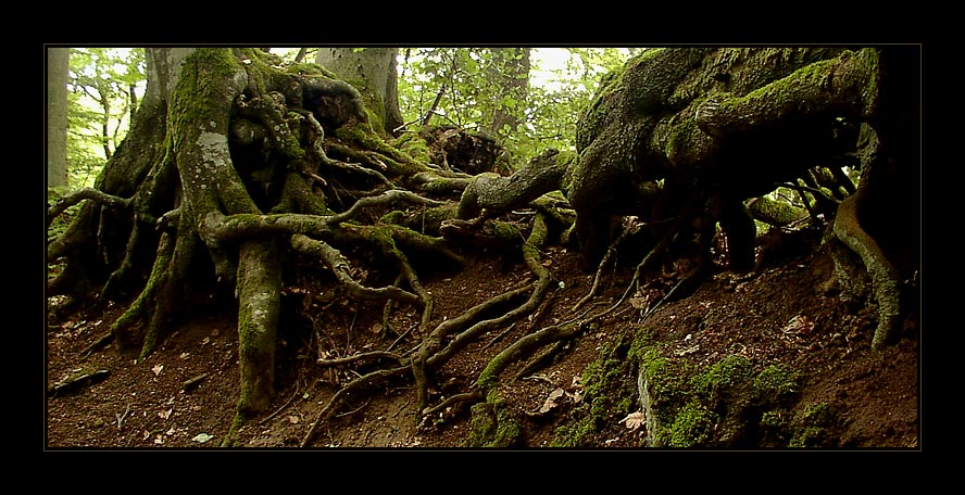 Unheimlich Foto & Bild | landschaft, wald, natur Bilder auf fotocommunity