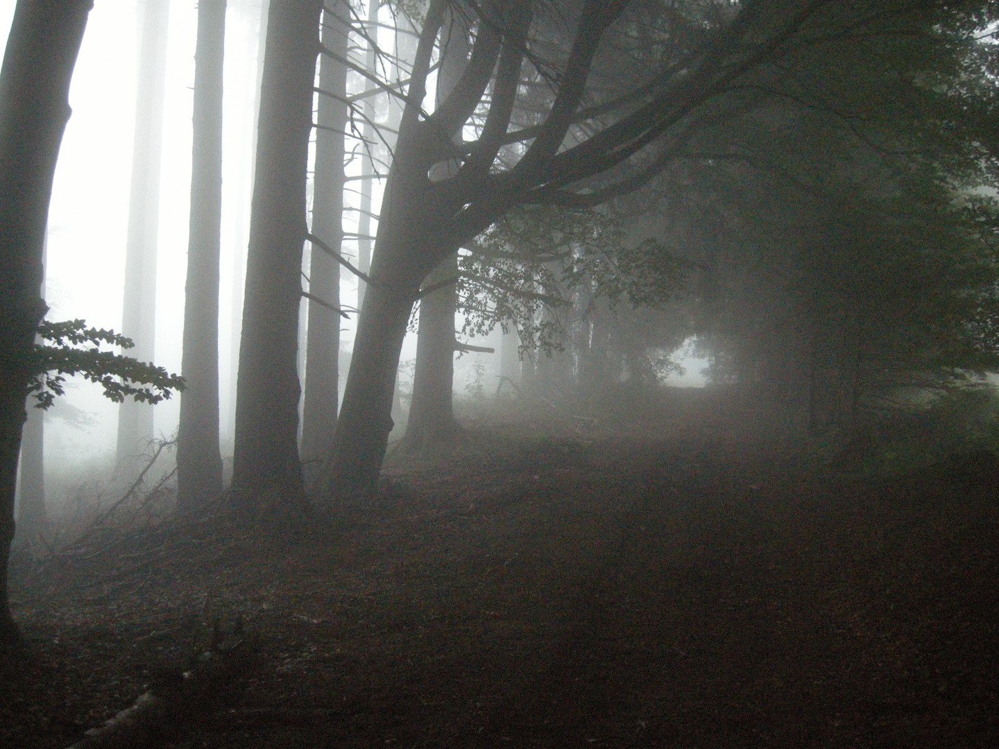 Unheimlich Foto & Bild | jahreszeiten, herbst, natur Bilder auf ...