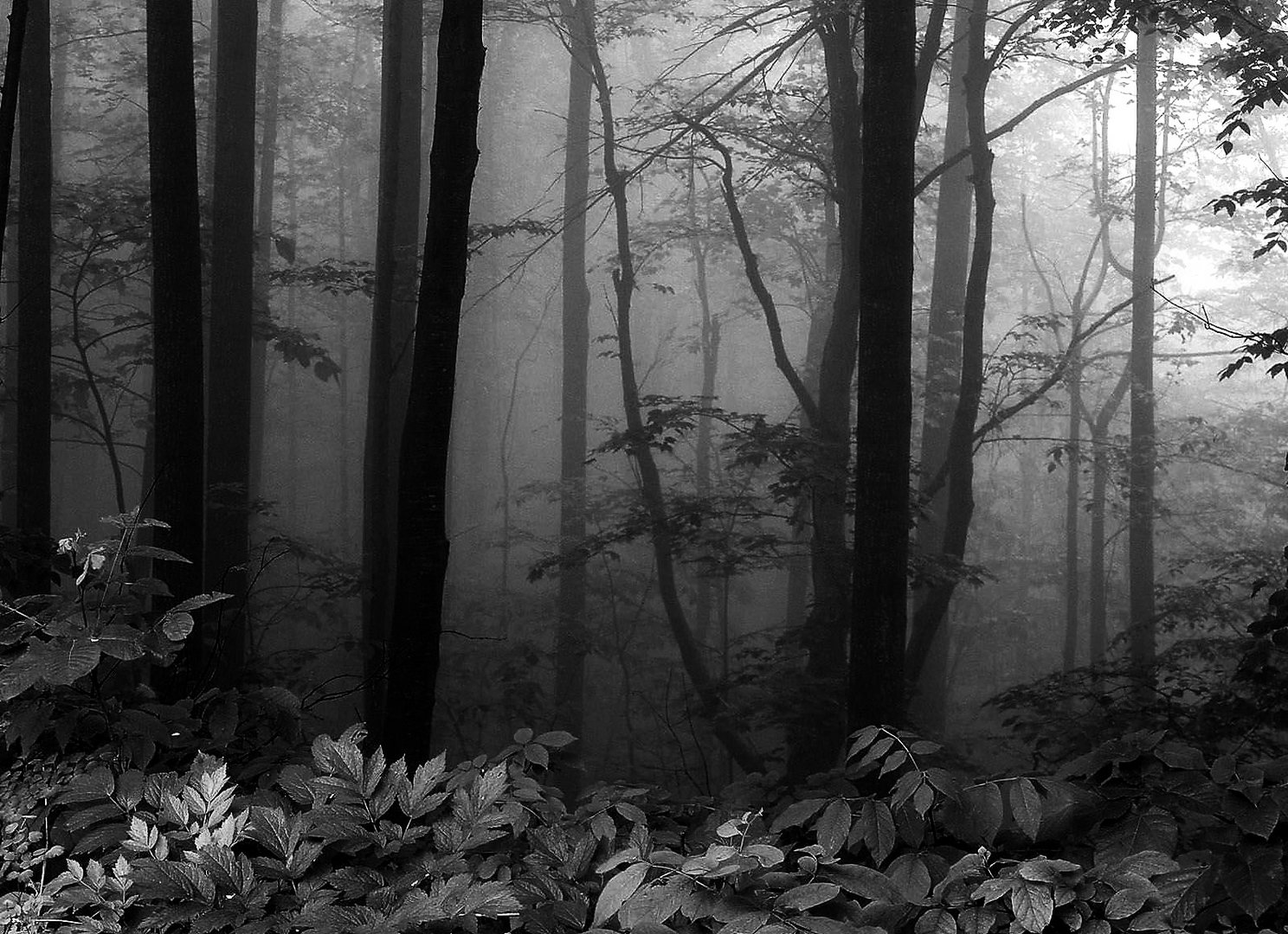 Unheimlich Foto & Bild | landschaft, wald, natur Bilder auf fotocommunity