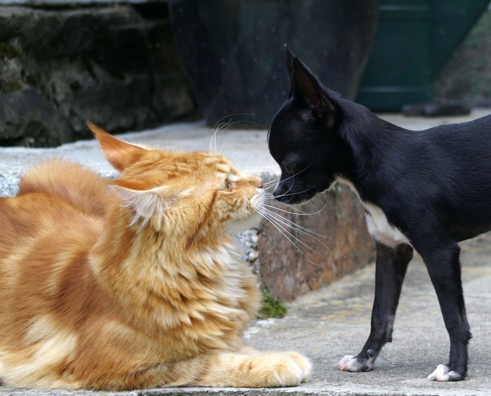 Unheimliche Begegnung... Foto & Bild | tiere, haustiere, katzen Bilder auf fotocommunity