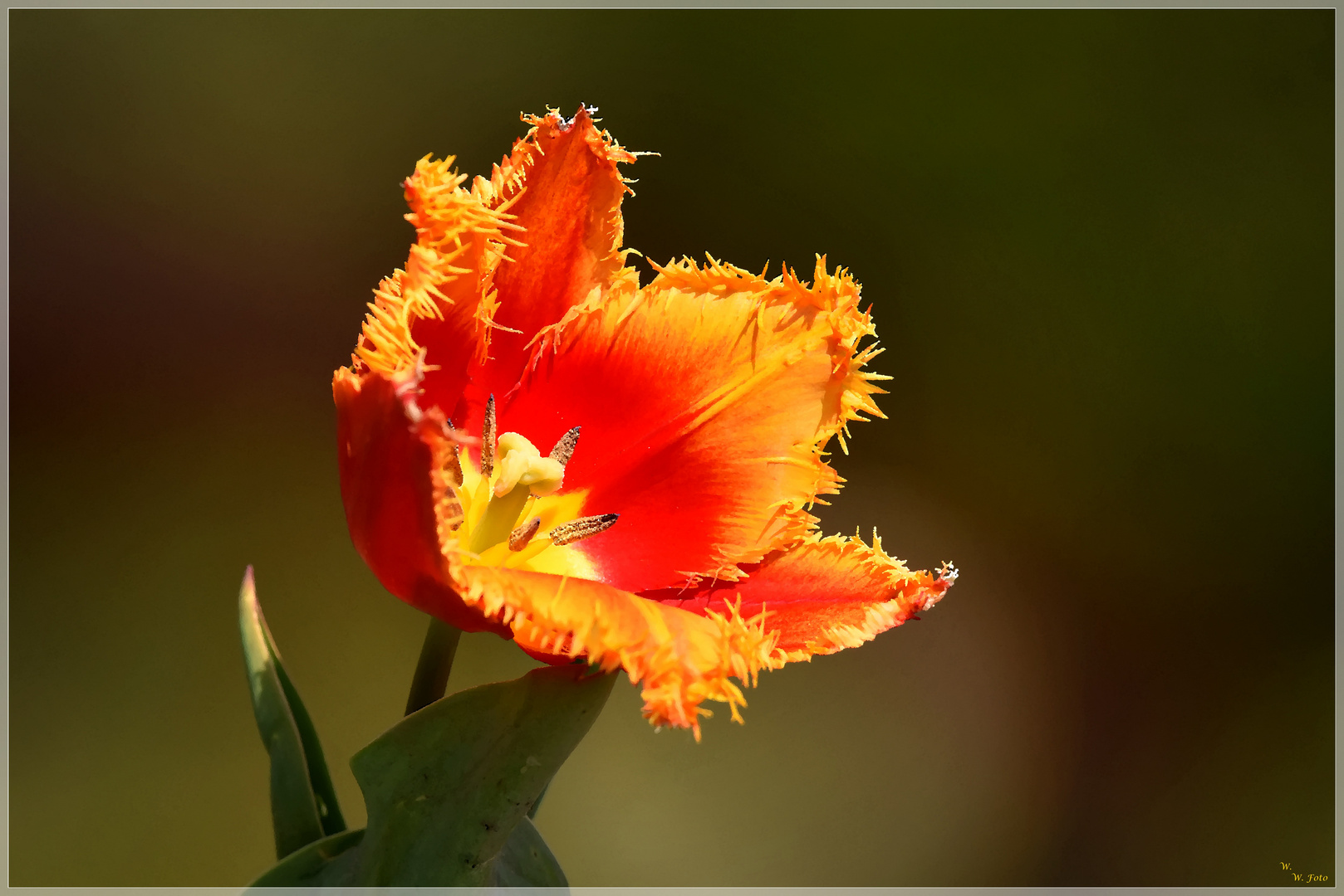 Unnahbare Schönheit Foto & Bild | tulpen, frühling, blüten Bilder auf ...