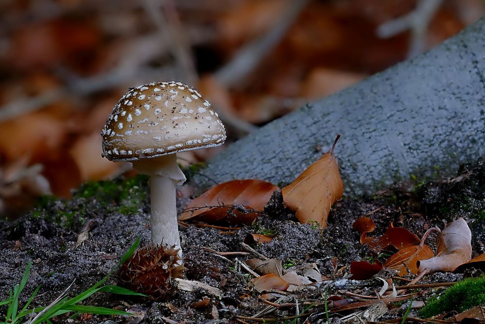 unschuldig steht er da ... Foto & Bild | natur, giftig, pilze Bilder ...