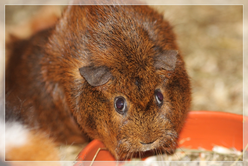 unser Angsthase Foto & Bild | tiere, haustiere, nagetiere & kaninchen ...