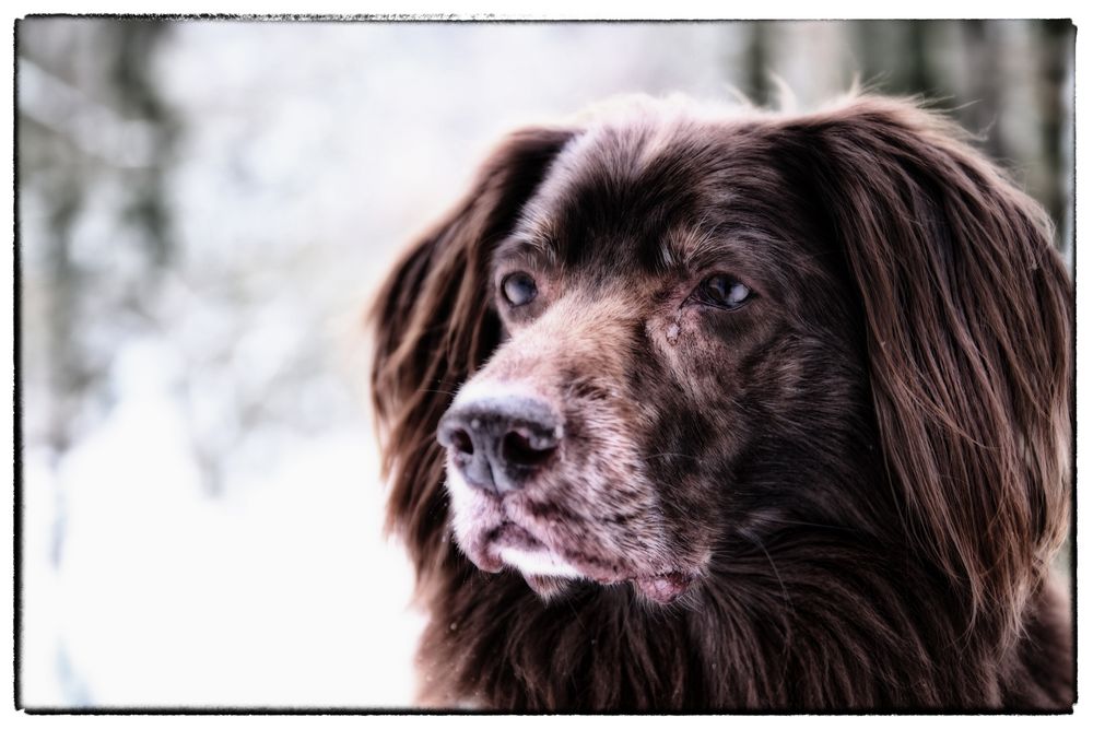 Unser bester Kumpel ist gegangen .... Foto & Bild | hunde, natur, tiere ...