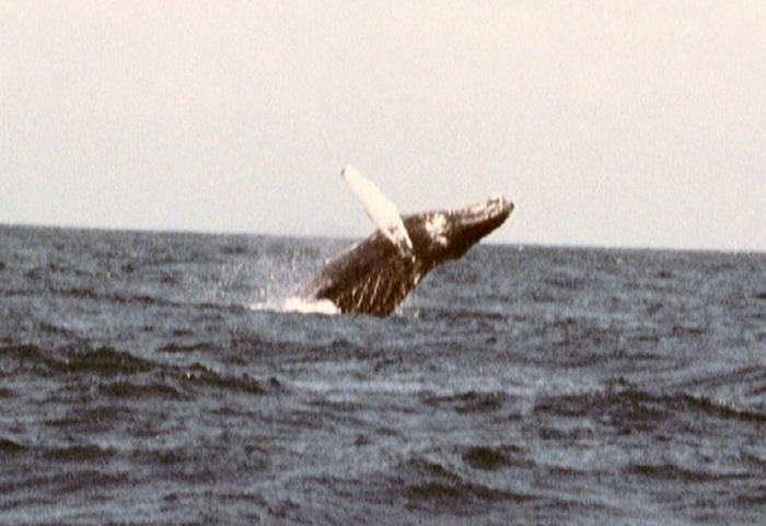 Unser erster Wal Foto & Bild | tiere, zoo, wildpark & falknerei ...