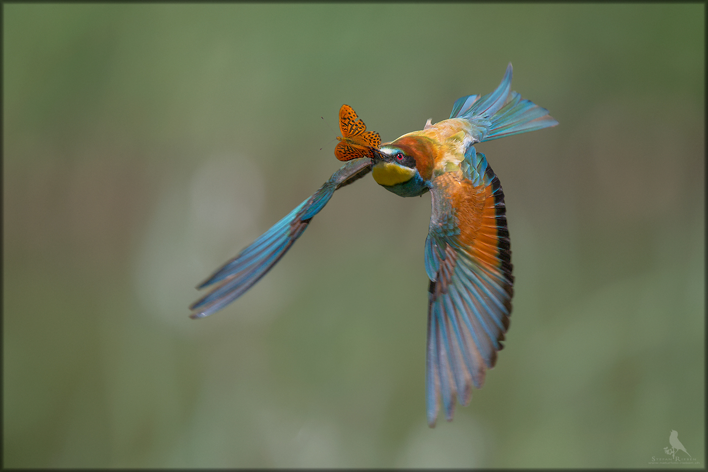 Unser Exot Foto & Bild | tiere, wildlife, wild lebende vögel Bilder auf ...