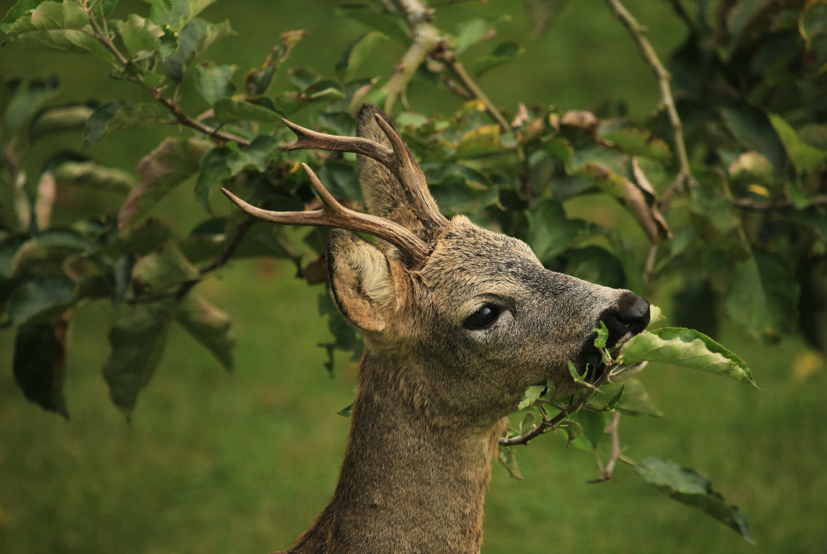 Unser Haustier Foto & Bild | nature, animals, wildlife Bilder auf ...