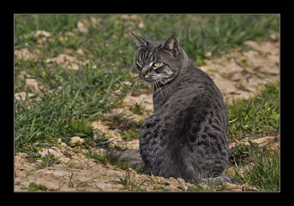 Unser Haustiger "Nicki" Foto & Bild | tiere, haustiere, katzen Bilder ...