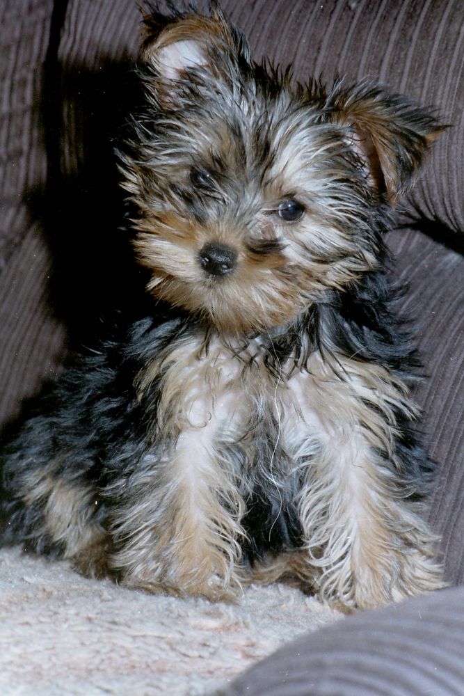 Unser Hund als Baby Foto & Bild | fotos, hunde, hund Bilder auf ...