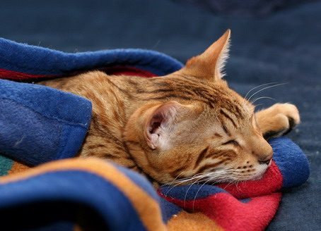 Unser Kater Foto & Bild | tiere, haustiere, katzen Bilder auf fotocommunity