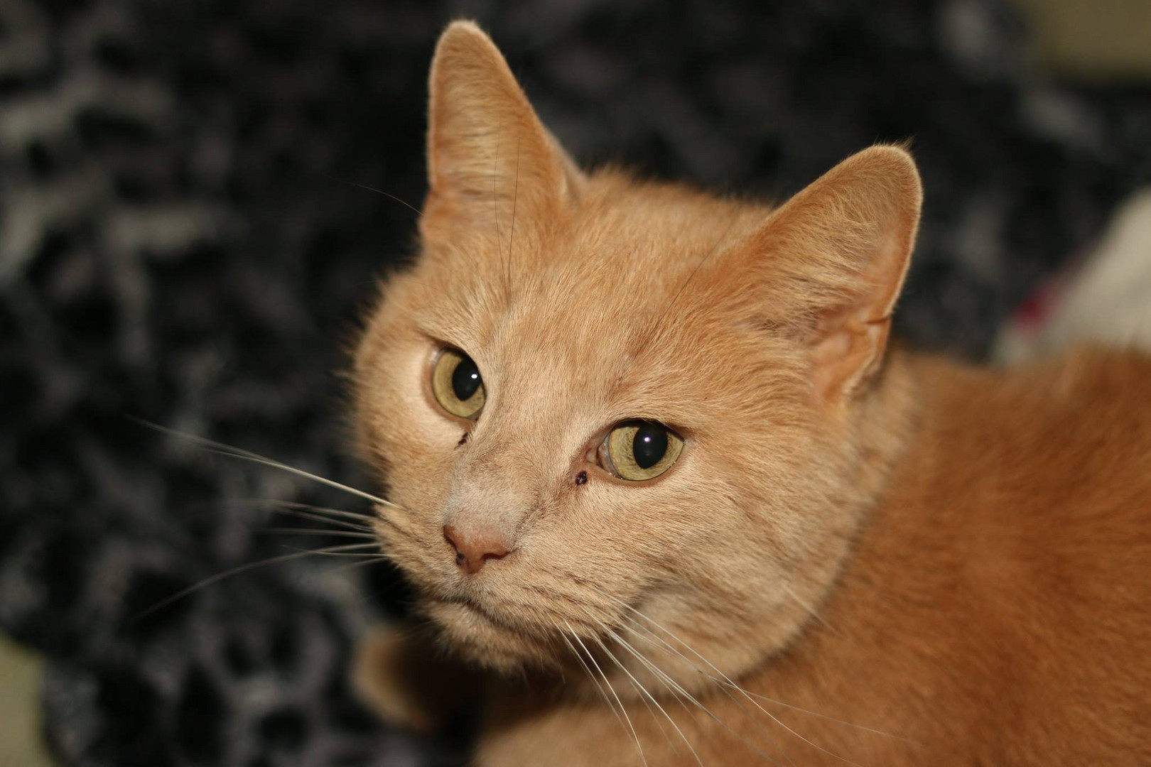 Unser Kater Foto & Bild | tiere, haustiere, allgemein Bilder auf fotocommunity