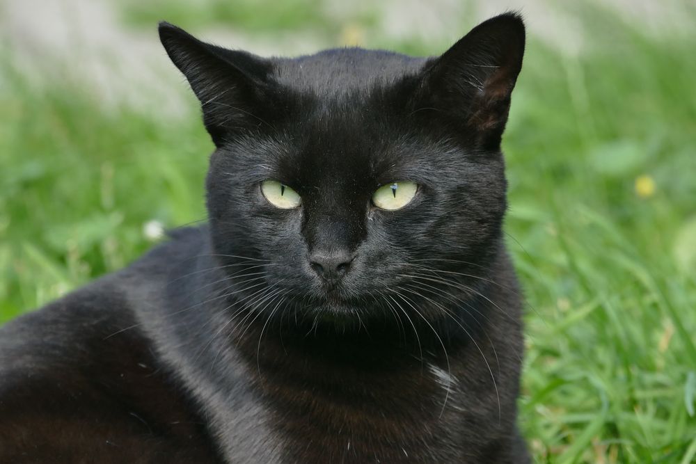 Unser Kater Foto & Bild | kater, katzen, tiere Bilder auf fotocommunity