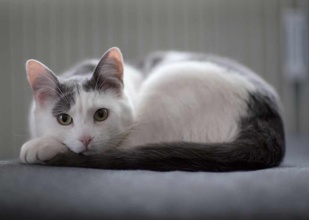 Unser Kater Foto & Bild | tiere, haustiere, katzen Bilder auf fotocommunity