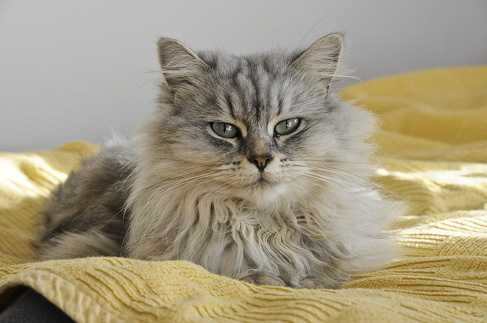 unser Kater "Prinz" macht sich einen faulen Sonntag Foto & Bild | tiere, haustiere, katzen ...