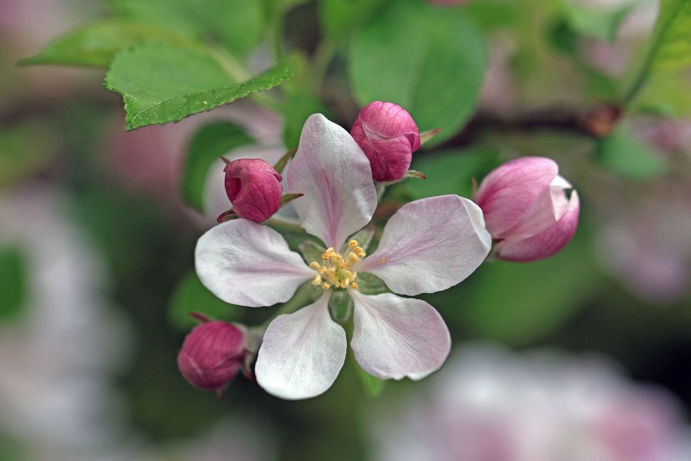 Unser kleiner Apfelbaum... Foto & Bild | nah- & makro, pflanzen, pilze ...