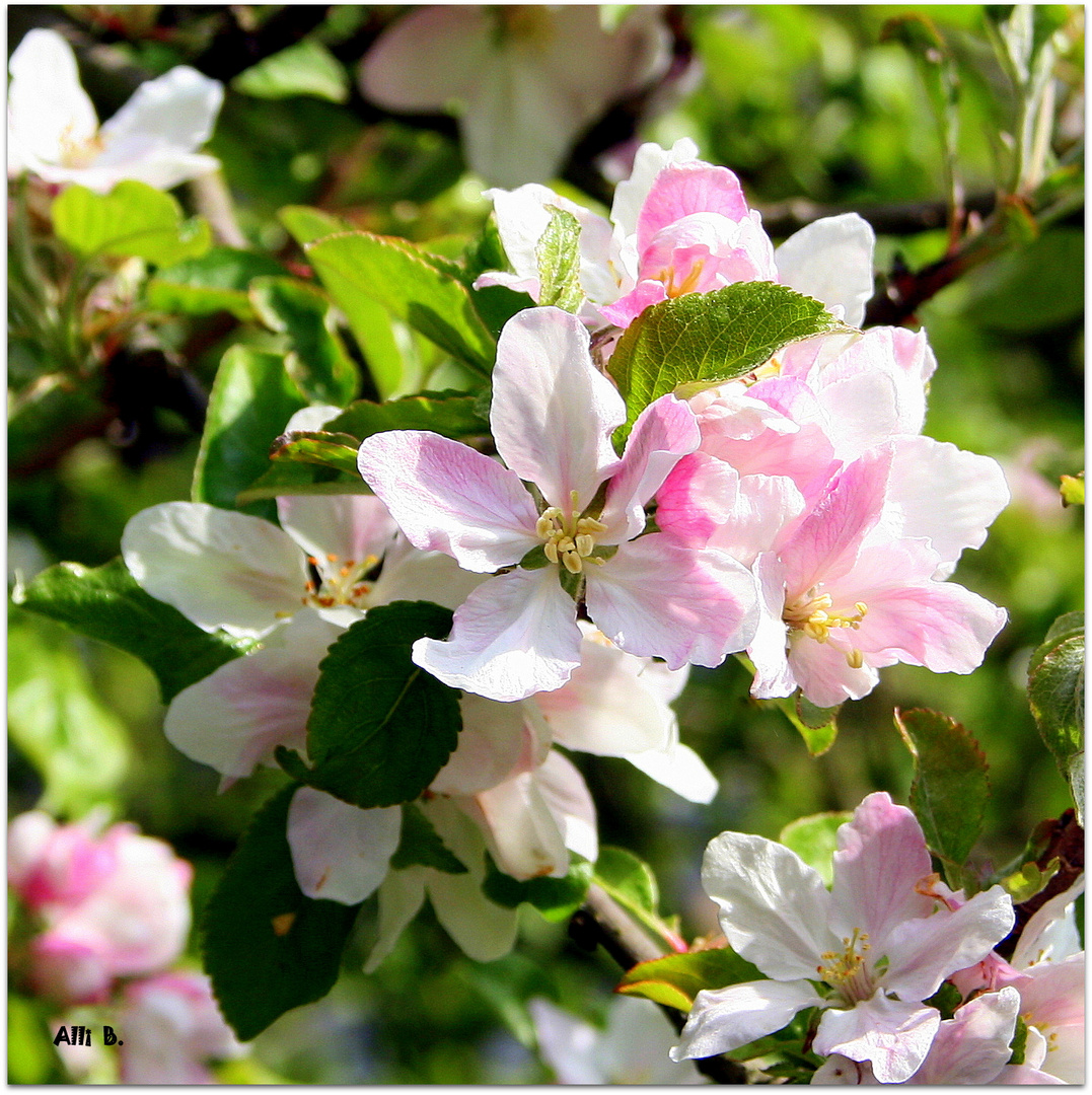 Unser kleiner Apfelbaum blüht -2.- Foto & Bild | pflanzen, pilze ...