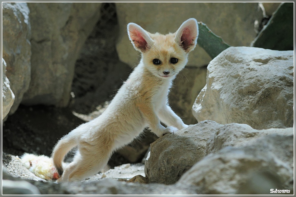 Unser kleiner Fennek Foto & Bild | tiere, zoo, wildpark & falknerei ...