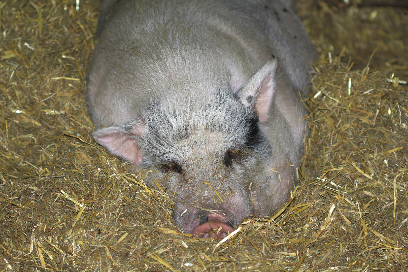 Unser liebes Hausschwein Felix Foto & Bild | tiere, haustiere, sonstige ...