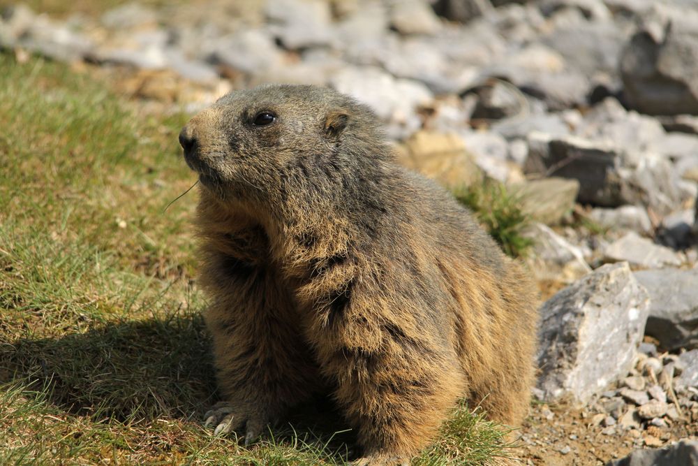 Unser Murmeli sind schon putzige Kerlchen... Foto & Bild | tiere, zoo ...