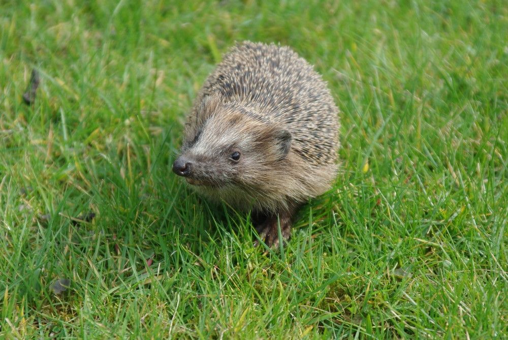 Unser neues Haus/Gartentier Foto & Bild | tiere, wildlife, wildlife ...