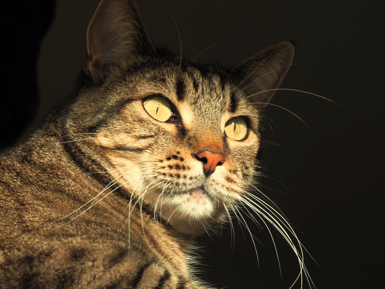 unser schöner Muddel Foto & Bild | tiere, motive, natur Bilder auf ...